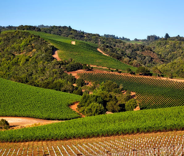 Wine Tours Limo Rental Service | Wedding Transportation